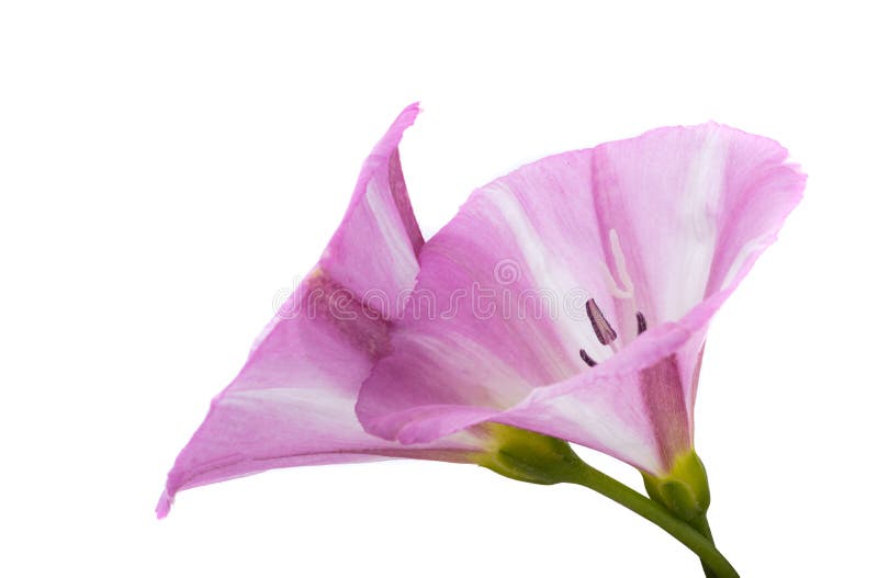 Bindweed flower isolated stock photo. Image of nature - 225358828