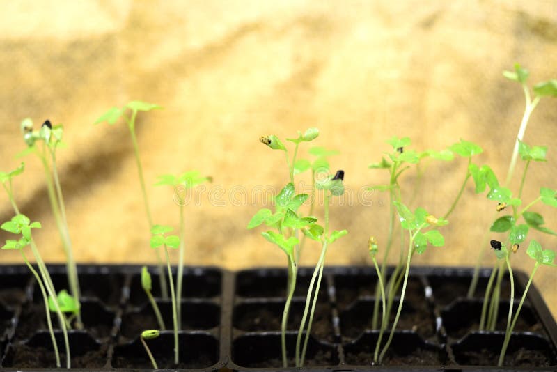 Bindweed flower sprout. stock image. Image of leaf, life - 144440721