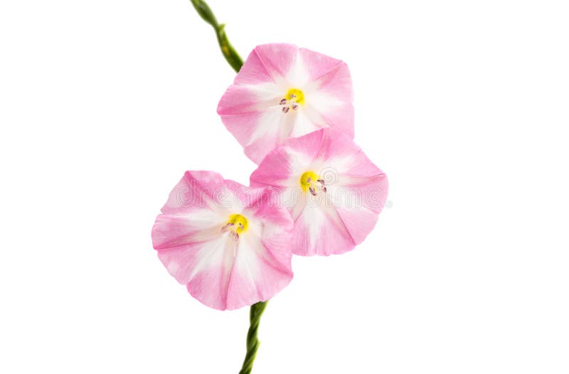 Ashen Leaves Stock Photos - Free & Royalty-Free Stock Photos from ...