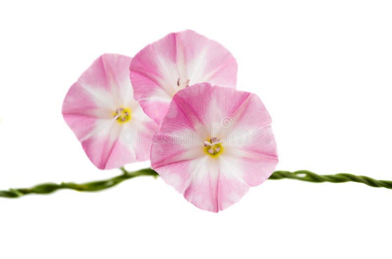 Ashen Leaves Stock Photos - Free & Royalty-Free Stock Photos from ...