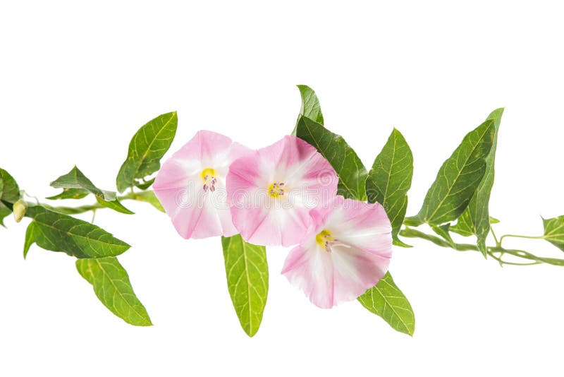 Ashen Leaves Stock Photos - Free & Royalty-Free Stock Photos from ...