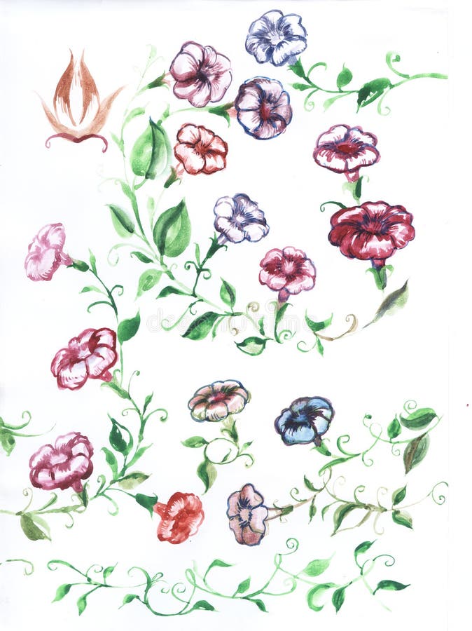 Bindweed Flowers, Watercolor Paint Stock Illustration - Illustration of ...