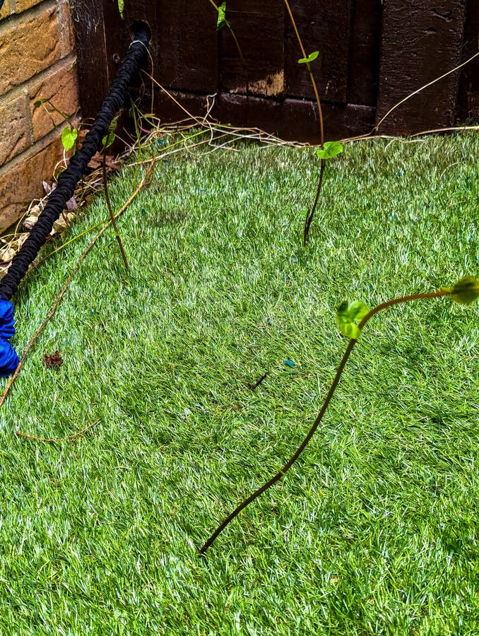 Bindweed Vines Growing and Creating Property Issues Due To the Fast ...