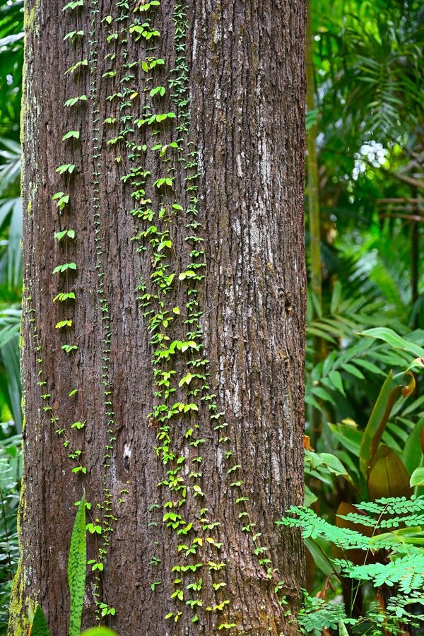 Bindweeds Wrap Around a Tree Trunk in a Tropical Rainforest Stock Photo ...