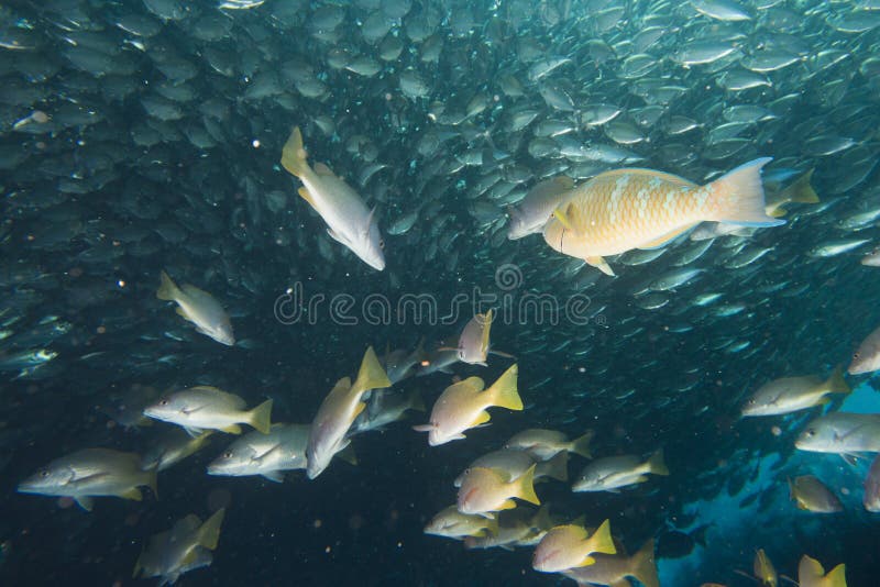 Binnen Een School Van Vissen Onderwater Stock Afbeelding - Image of ...