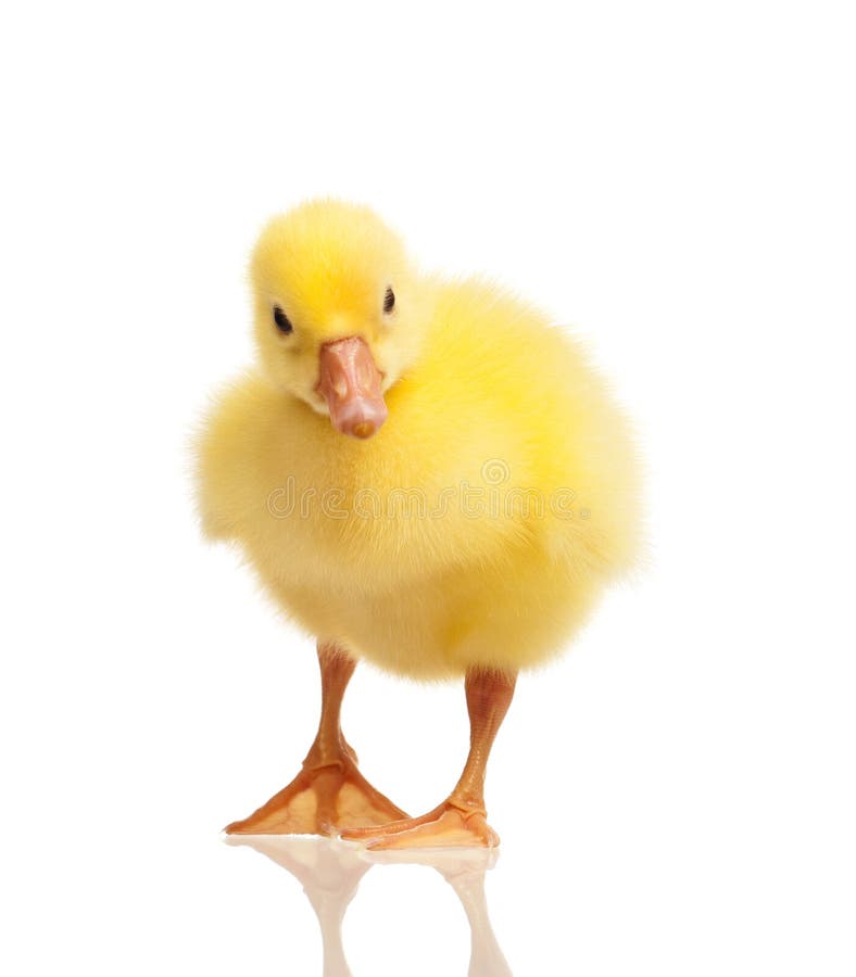 Binnenlands gansje stock afbeelding. Image of grappig - 24563729