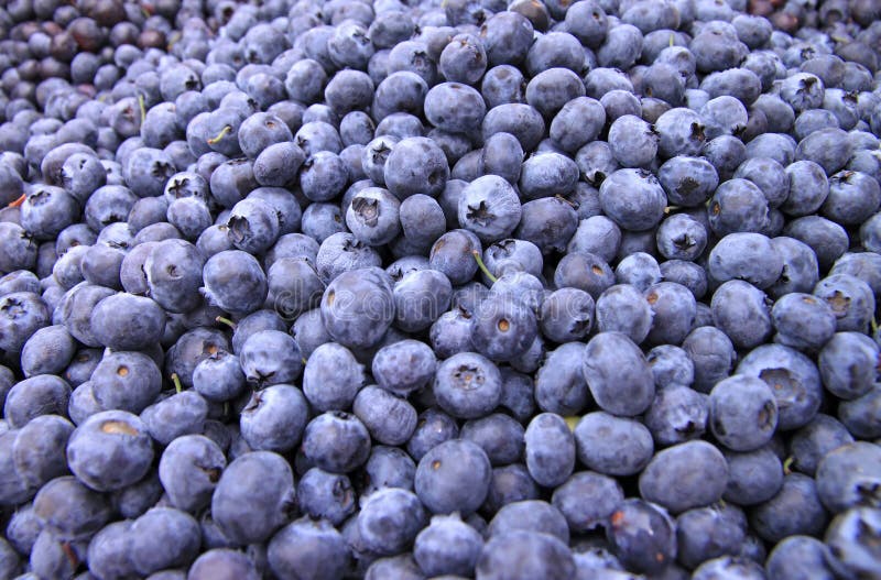 Pints of Blue Berries stock image. Image of farm, harvest - 15161825