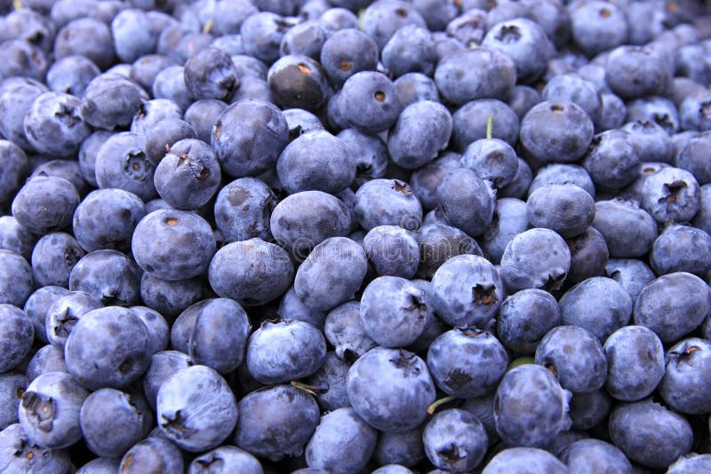 Pints of Blue Berries stock image. Image of farm, harvest - 15161825
