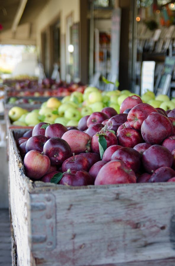Bins of Fresh Picked Apples Stock Image - Image of market, fruitstand ...