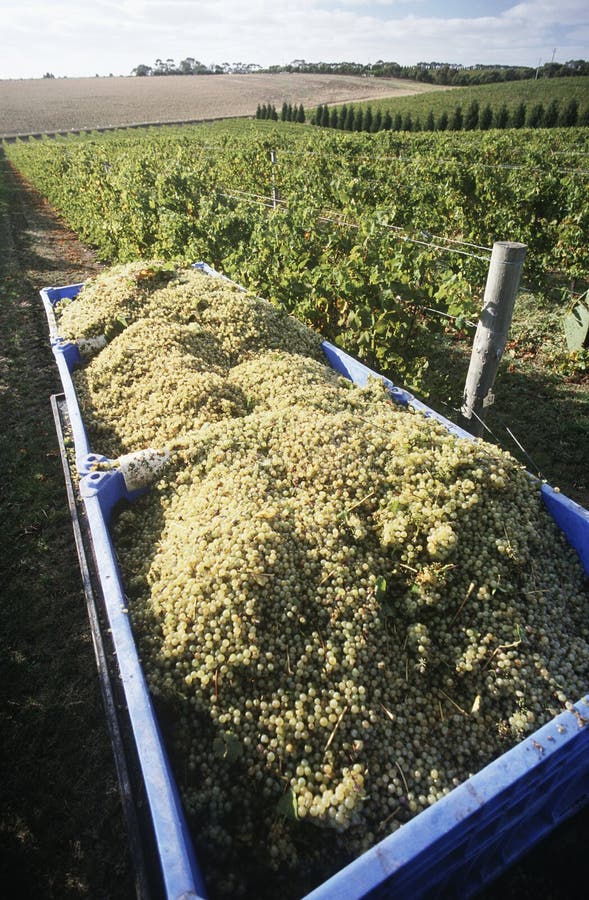 Harvested Wine Grapes in Bins One Fall Morning Stock Photo - Image of ...
