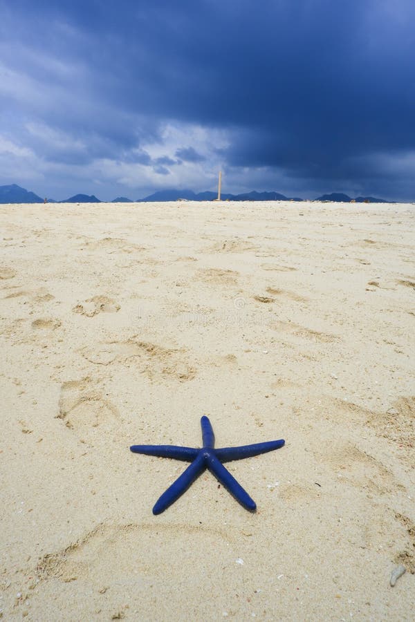 Bintang laut stock photo. Image of cloud, ocean, bintang - 248014246