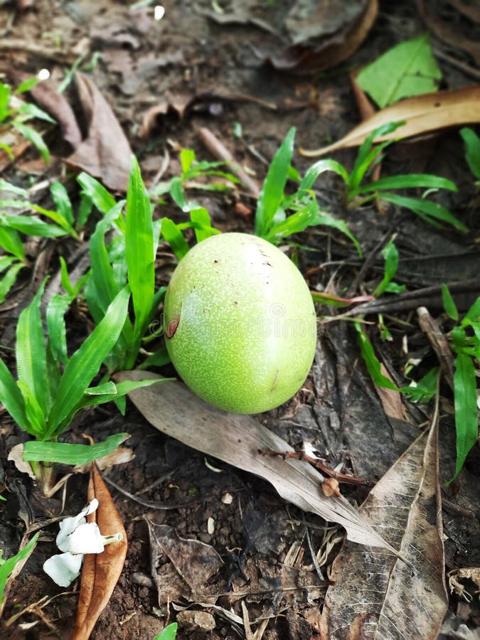 Bintaro Fruit Has Many Benefits To Drive Away Mice Stock Image - Image ...