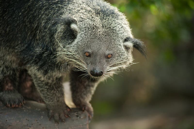 Binturong . stock photo. Image of black, carnivore, conservation - 27335838