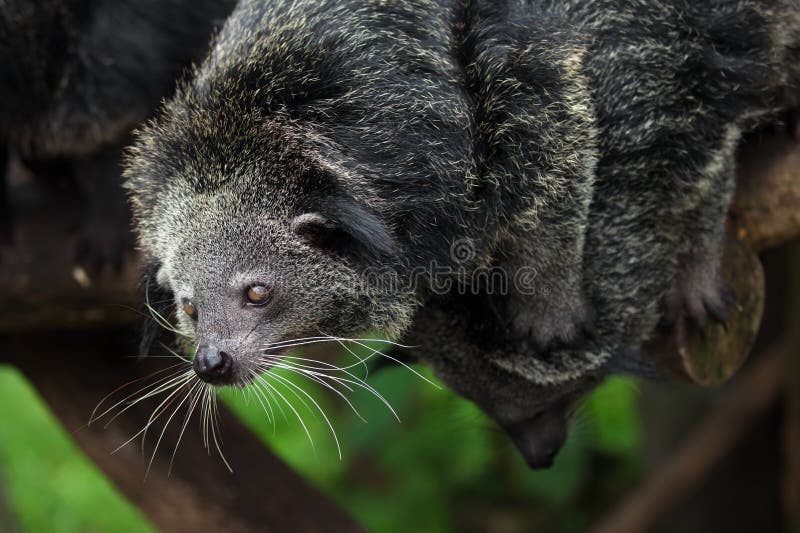 Rare And Amusing Animal - Binturong. Stock Photo - Image of exotic ...