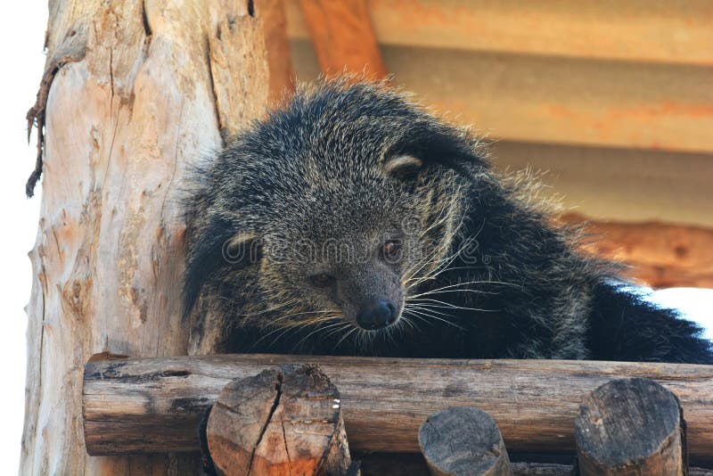 317 Binturong Fotos - Kostenlose und Royalty-Free Stock-Fotos von ...