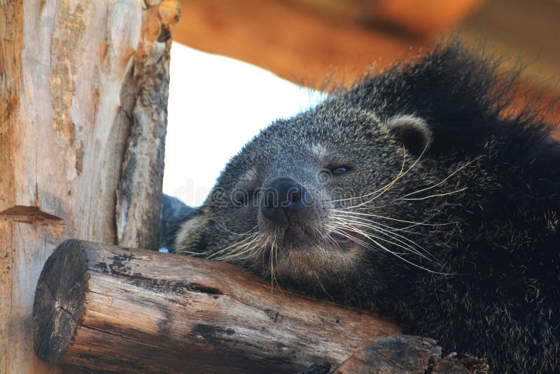 317 Binturong Fotos - Kostenlose und Royalty-Free Stock-Fotos von ...