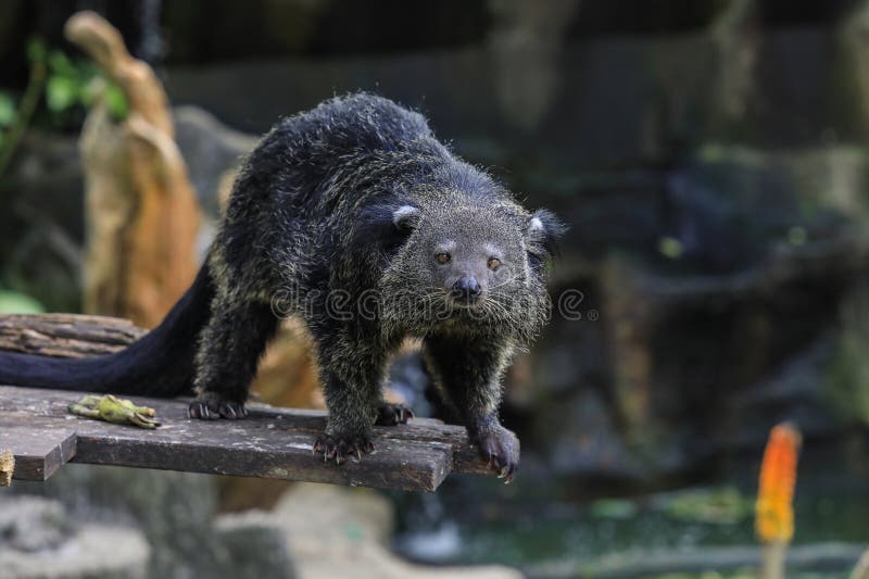 The Binturong, Also Known As the Bearcat Stock Image - Image of ...