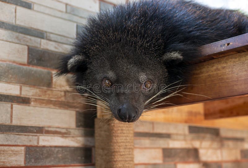 The Binturong (Arctictis Binturong) Sleeping, Also Known As Bearcat ...