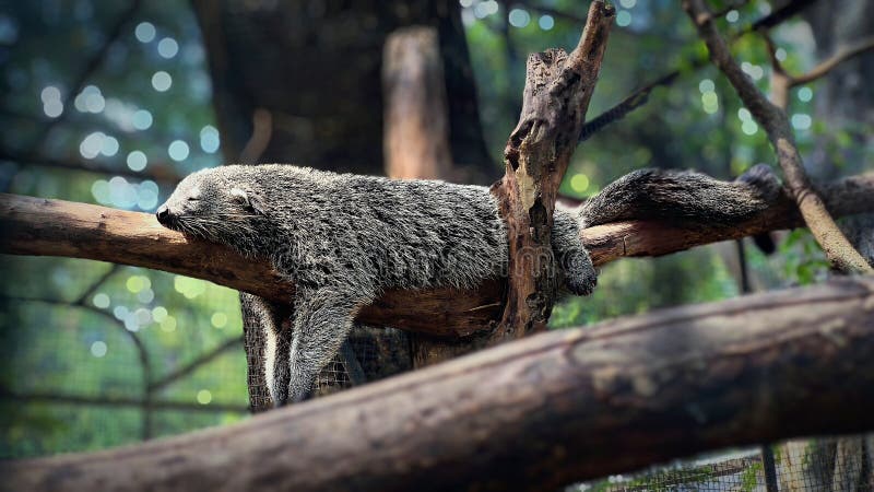 A Binturong (Artistic Binturong) Sleeping on a Tree Branch Stock Photo ...