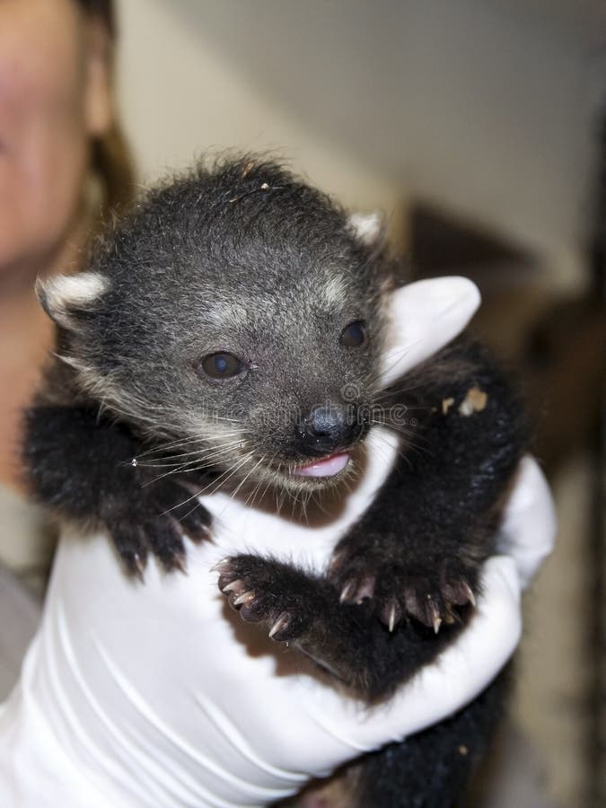 Binturong baby stock image. Image of young, baby, breeding - 34885953