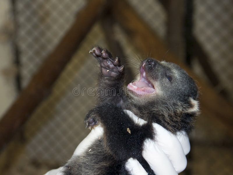 Binturong baby stock image. Image of young, baby, breeding - 34885953