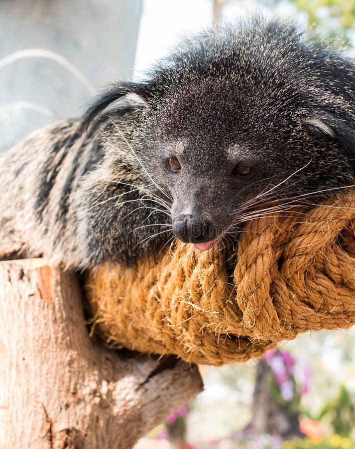 Binturong or Bearcat Baby on a Tree Branch Stock Photo - Image of ...
