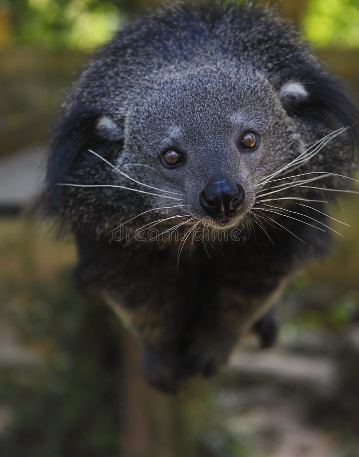421 Bearcat Tree Stock Photos - Free & Royalty-Free Stock Photos from ...
