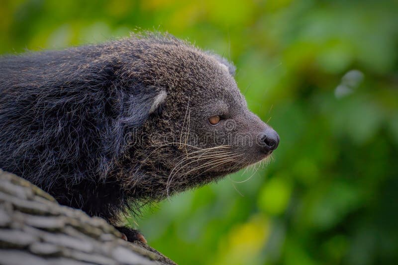 Binturong or Bearcat (Arctictis Binturong) on a Tree Stock Photo ...