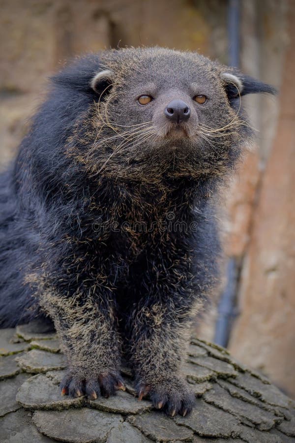 Binturong or Bearcat (Arctictis Binturong) on a Tree Stock Image ...