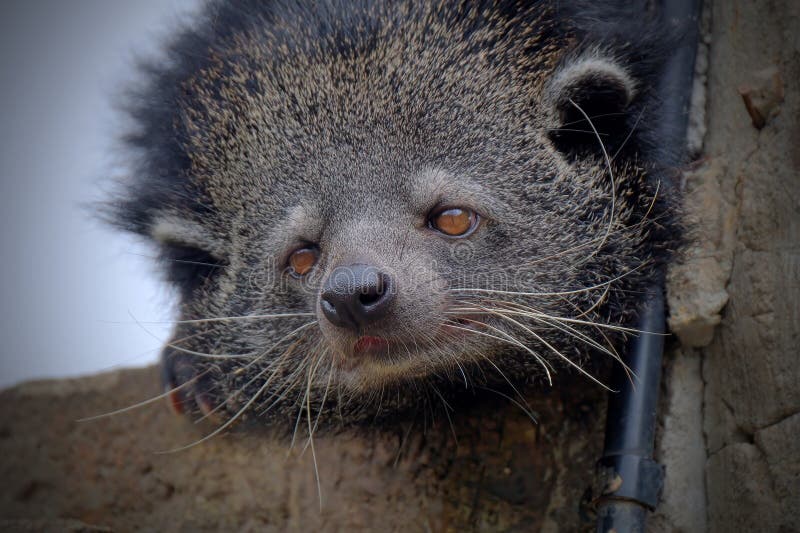 Binturong or Bearcat (Arctictis Binturong) on a Tree Stock Photo ...