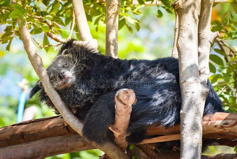 Binturong Bearcat stock photo. Image of horizontal, close - 112366408
