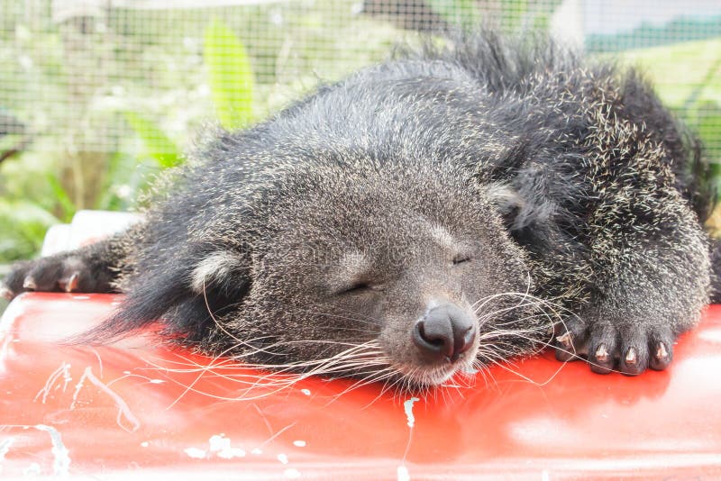 451 Binturong Bearcat Stock Photos - Free & Royalty-Free Stock Photos ...