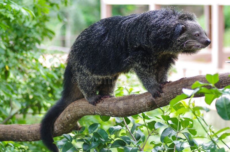 Binturong or Bearcat on Tree Branch Stock Photo - Image of scene ...