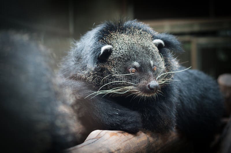 Binturong stock image. Image of beautiful, rest, asia - 138170799