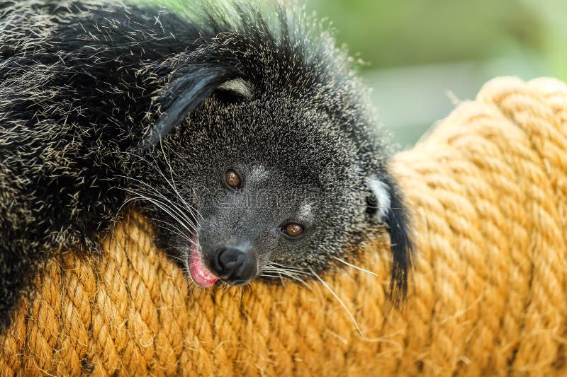 Binturong Close Up Stock Photos - Free & Royalty-Free Stock Photos from ...