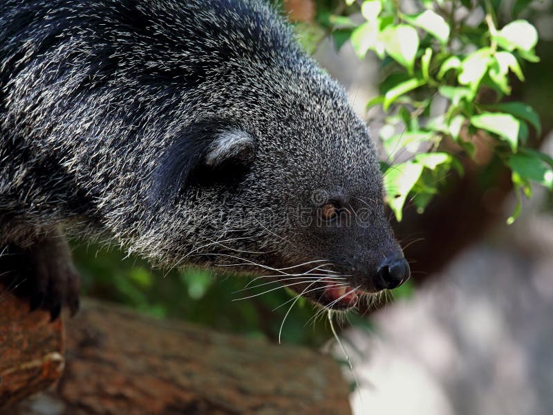 Binturong stock image. Image of nature, asia, cute, binturong - 37675555