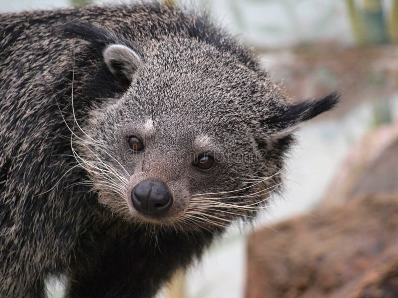 Binturong stock photo. Image of cute, animal, binturong - 265609464