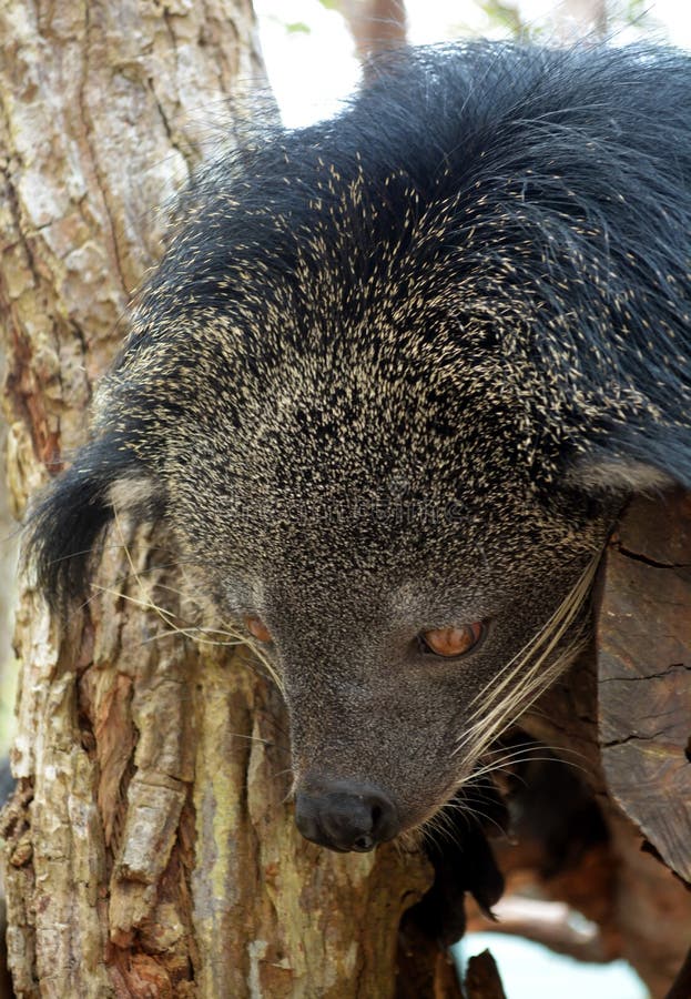 Binturong (Oso-gato) foto de archivo. Imagen de nocturno - 50685064