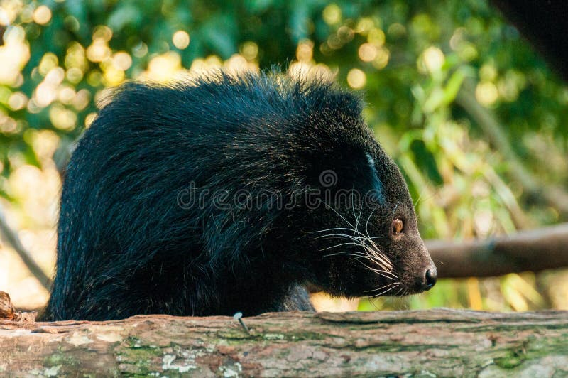 Binturong or Philipino Bearcat Looking Curiously from the Tree, Palawan ...