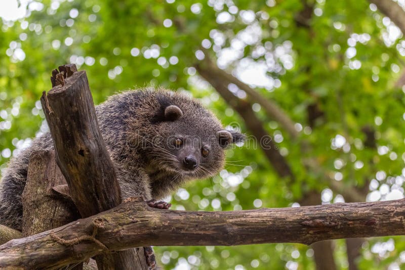 Binturong or Philipino Bearcat Looking Curiously from the Tree, Palawan ...