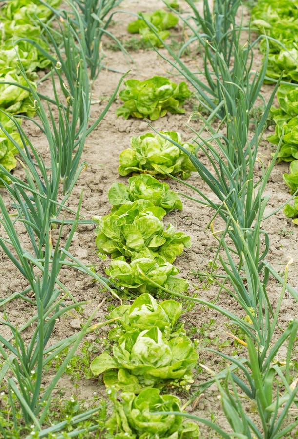 Bio agriculture field stock photo. Image of fresh, land - 39233336