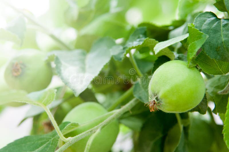 Bio apple in the tree stock image. Image of industry - 54752321