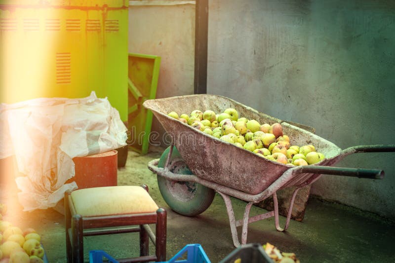 Bio Apples Selection Process on a Farm in Albania Stock Image - Image ...