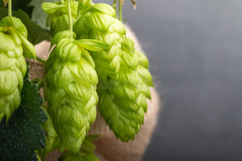 Bio beer hops stock image. Image of brewing, barrel - 125901633