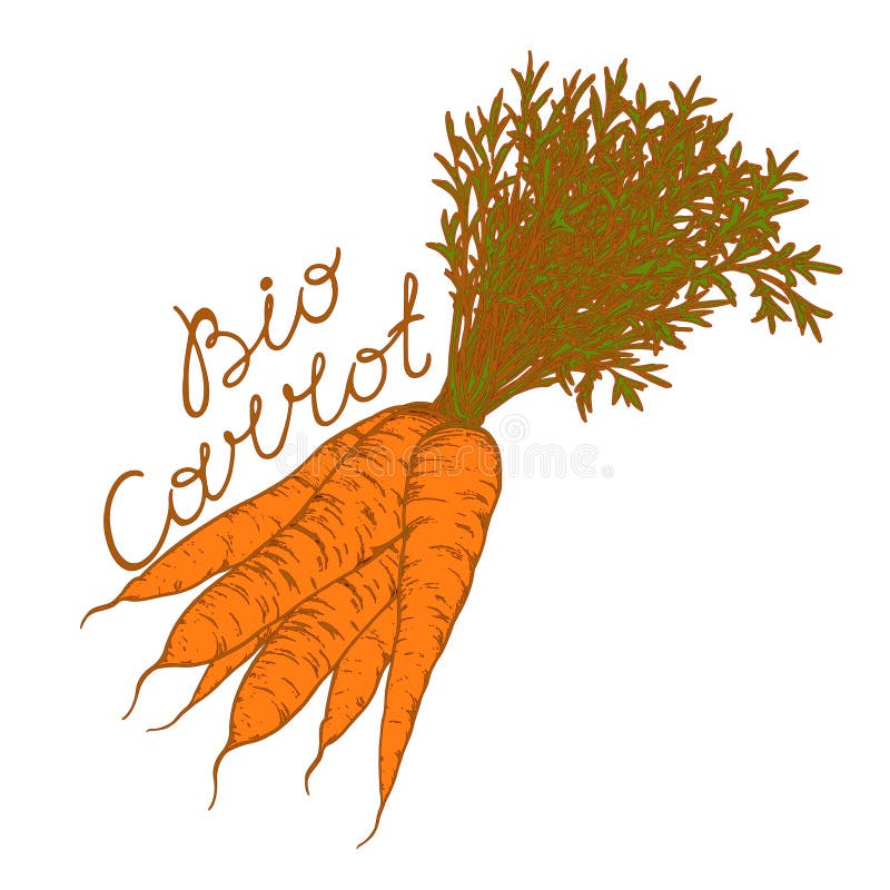 Bio carrot stock vector. Illustration of ingredient, health - 69111371