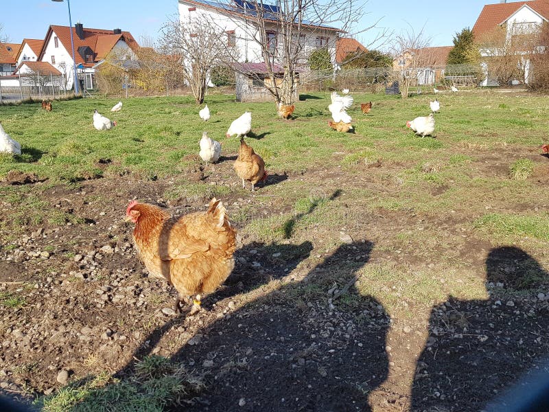 Bio chicken farm outside stock photo. Image of grass - 187179912