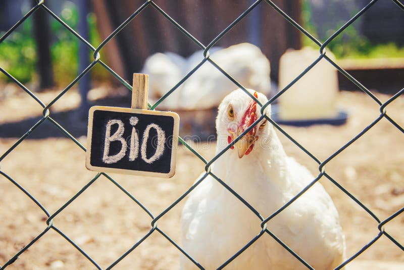 Bio Chickens on a Home Farm. Stock Photo - Image of environment, adult ...