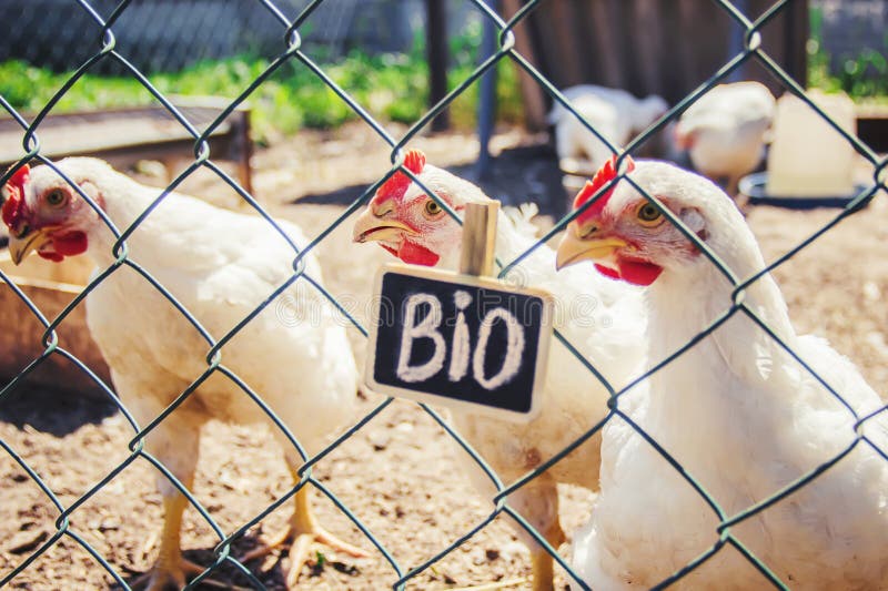 Bio Chickens on a Home Farm. Stock Image - Image of disorder, cage ...