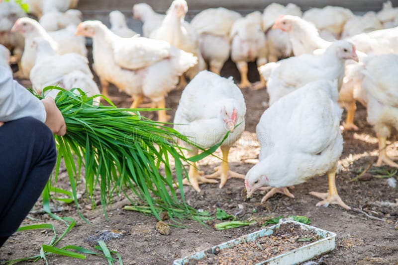 Bio Chickens on a Home Farm a Children Stock Photo - Image of board ...
