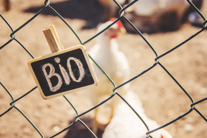 Bio Chickens on a Home Farm. Stock Photo - Image of environment, adult ...